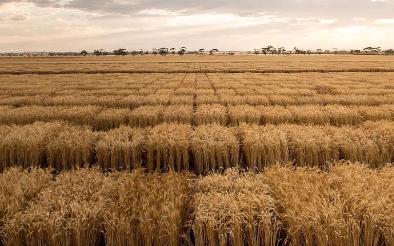Wheat | Our Varieties | Australian Grain Technologies