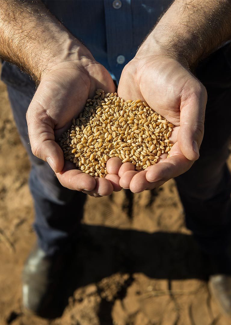 Australia's Largest Plant Breeding Company | Australian Grain Technologies